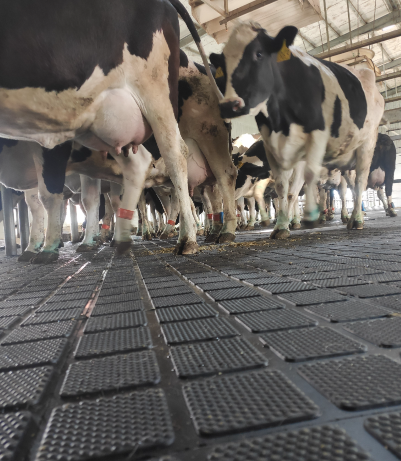 Rubber mat for Animals-ISO 9001 Certified Manufacturer | High-Quality ...